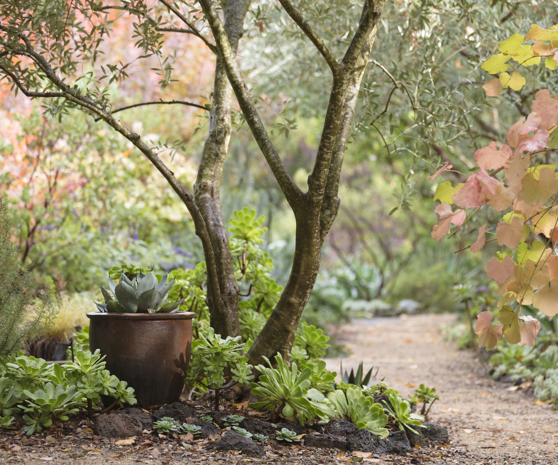 How and when to fertilize olive trees: expert garden advice | Homes and ...