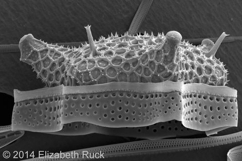 The Diversity of Diatoms | Live Science
