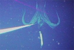 Release the Kraken! Giant Squid Photos | Live Science