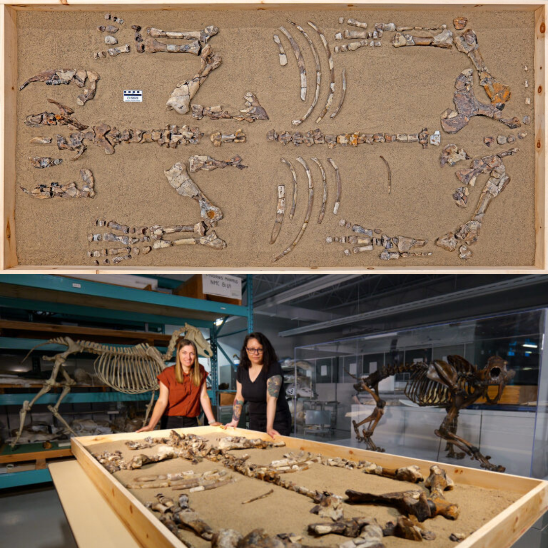 Ancient 'frosty' rhino from Canada's High Arctic rewrites what ...