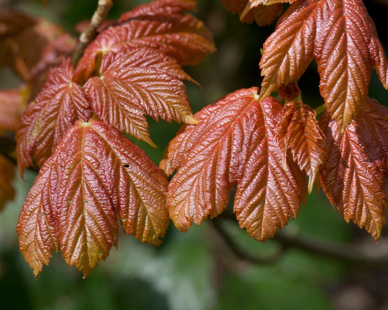 Sycamore care and growing guide: tips for these large trees | Gardeningetc