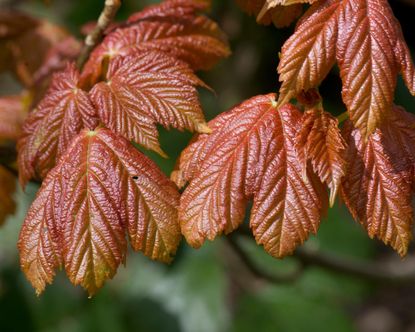 Sycamore care and growing guide: tips for these large trees | Gardeningetc