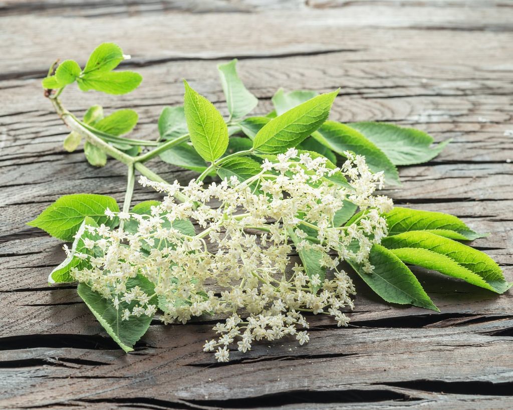 Elderflower Harvest And Uses: Why You Should Grow Elderberries For ...