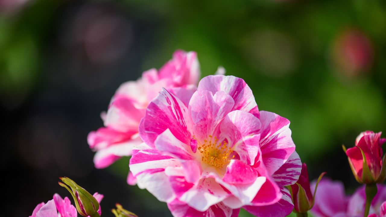 New David Austin rose to honor King Charles III debuts at Chelsea ...