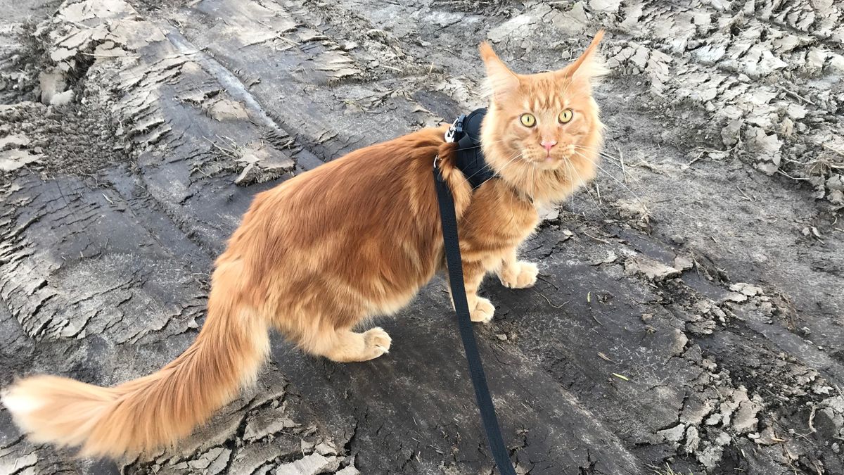 32 tips for taking care of a large-breed cat | PetsRadar