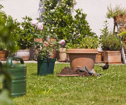 How to grow roses in pots: expert tips for container blooms | Homes and ...