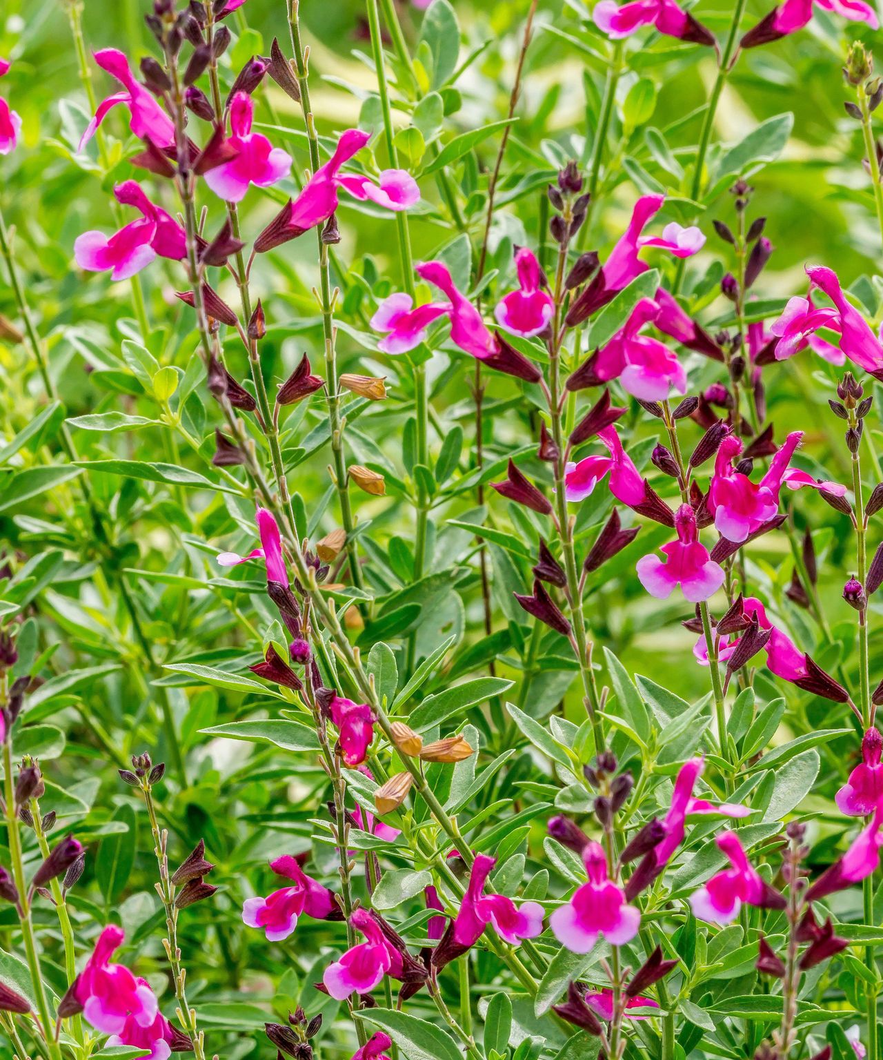 Types of salvias: 16 stunning varieties for beds and borders | Homes ...
