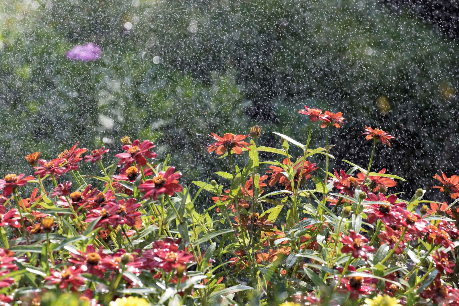 Rain gardens: 10 stunning ideas and designs that soak up rain run-off ...