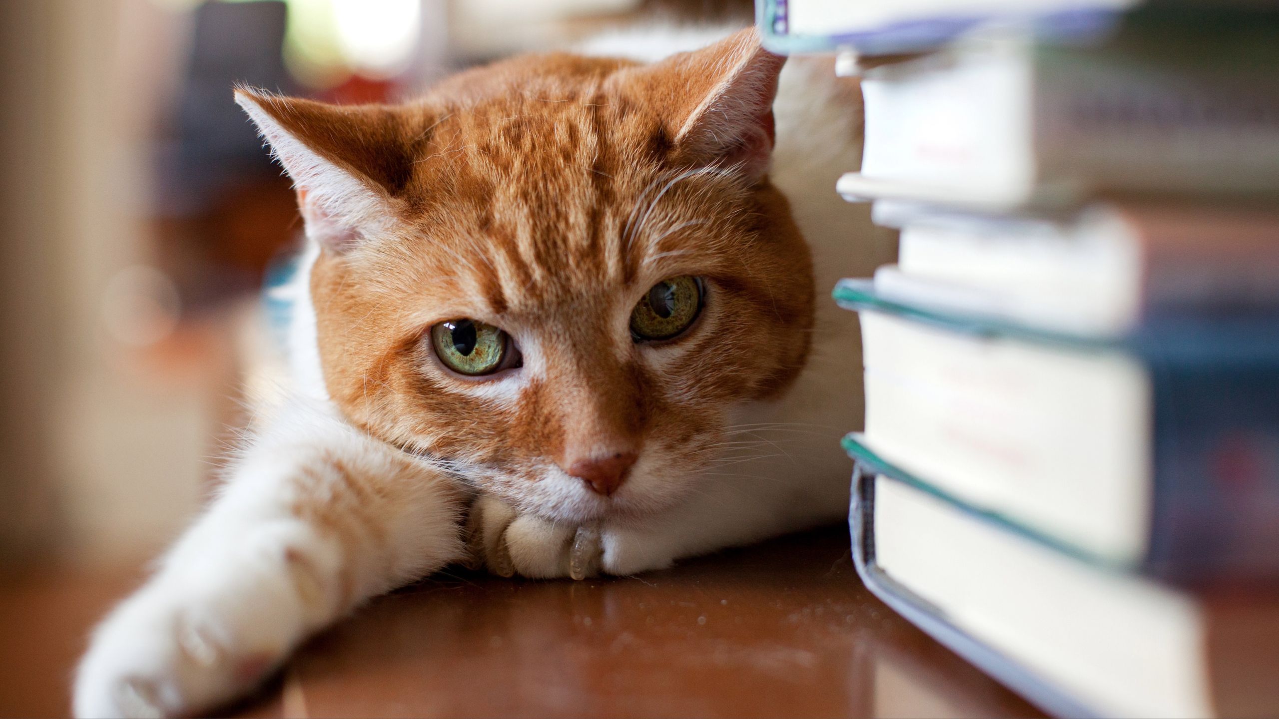 13 fun cat brain facts that are sure to blow your mind | PetsRadar