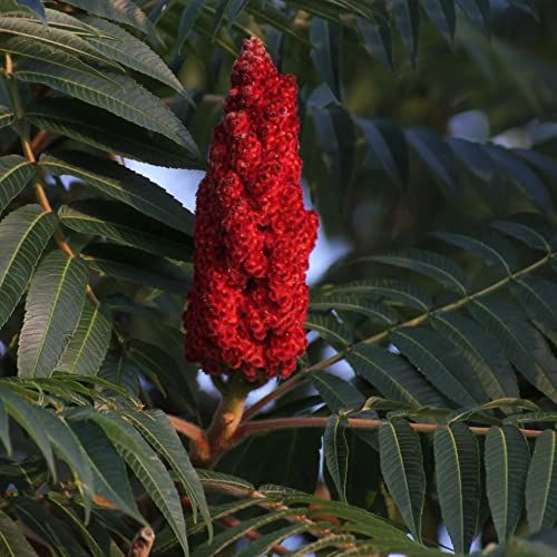 5 toxic and poisonous trees that gardeners should know about | Homes ...