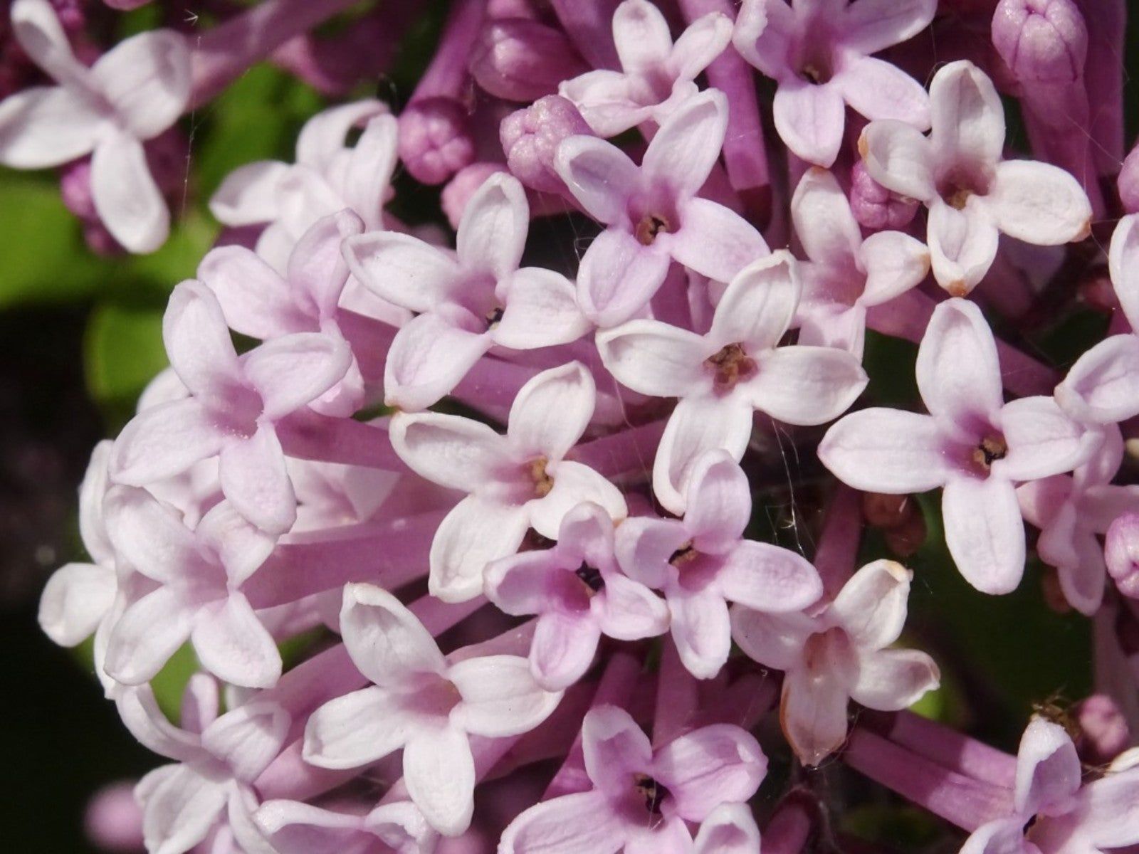 Compact Meyer Lilac: Tips For Growing Meyer Lilacs | Gardening Know How