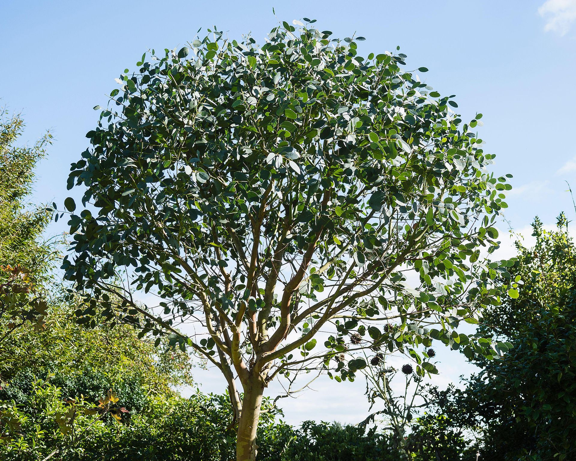 Best fast-growing trees: 10 trees to bring superfast impact | Gardeningetc