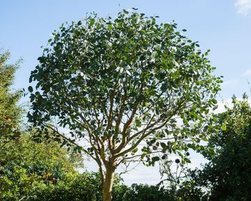 Best fast-growing trees: 10 trees to bring superfast impact | Gardeningetc