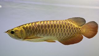 20 most expensive pet fish in the world | PetsRadar