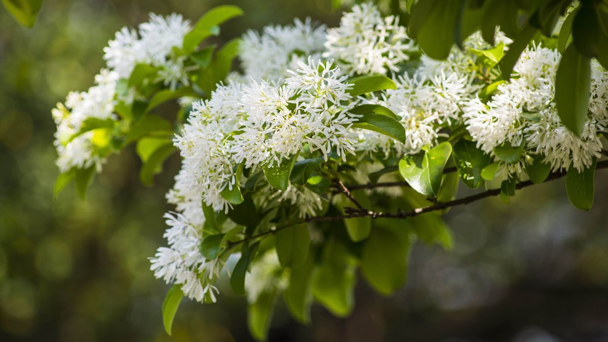 7 best small trees for a compact yard | Tom's Guide