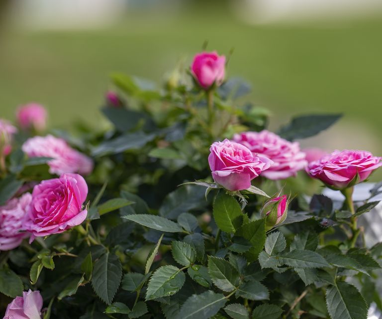 How to grow miniature roses for compact blooming shrubs | Homes and Gardens