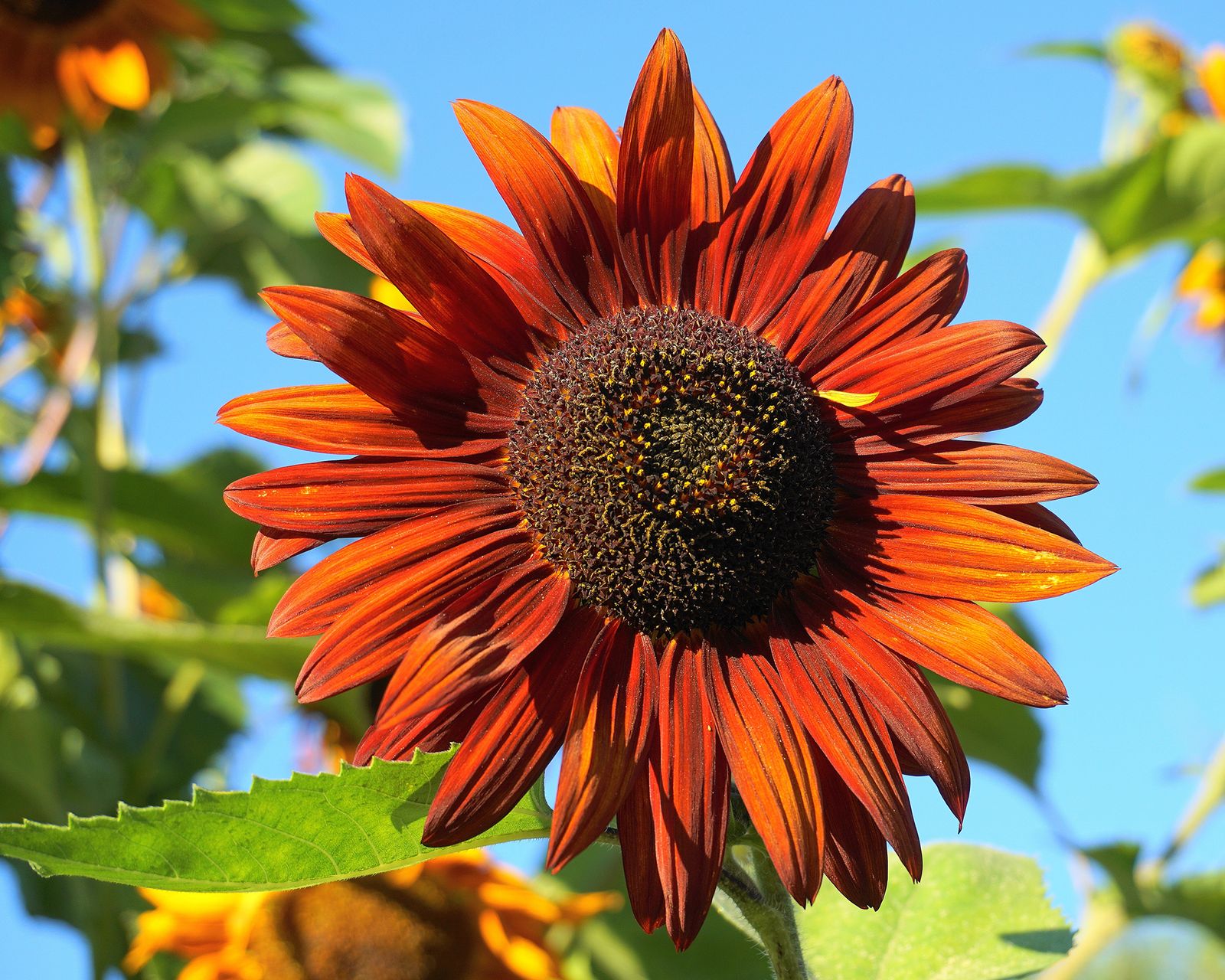 12 Most Beautiful Summer-Blooming Plants Every Garden Needs | Gardening ...