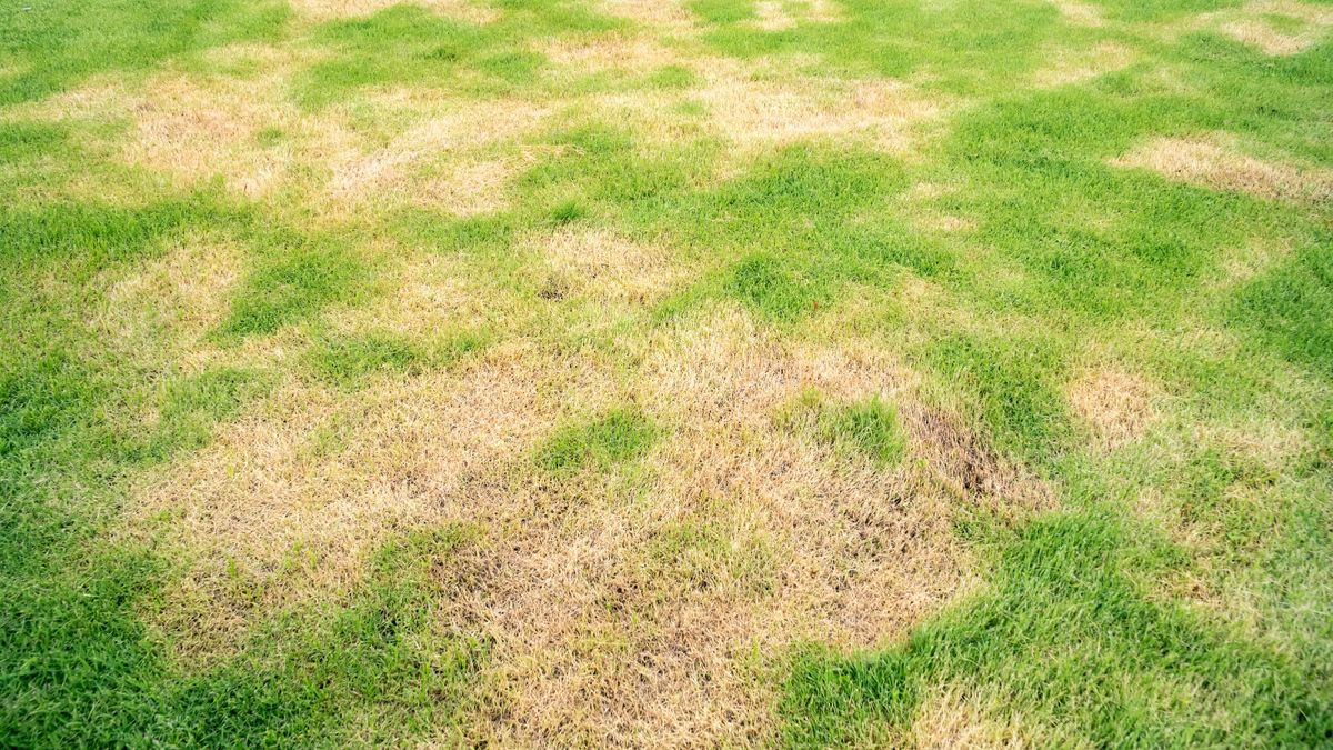 9 signs your lawn needs aerating | Tom's Guide
