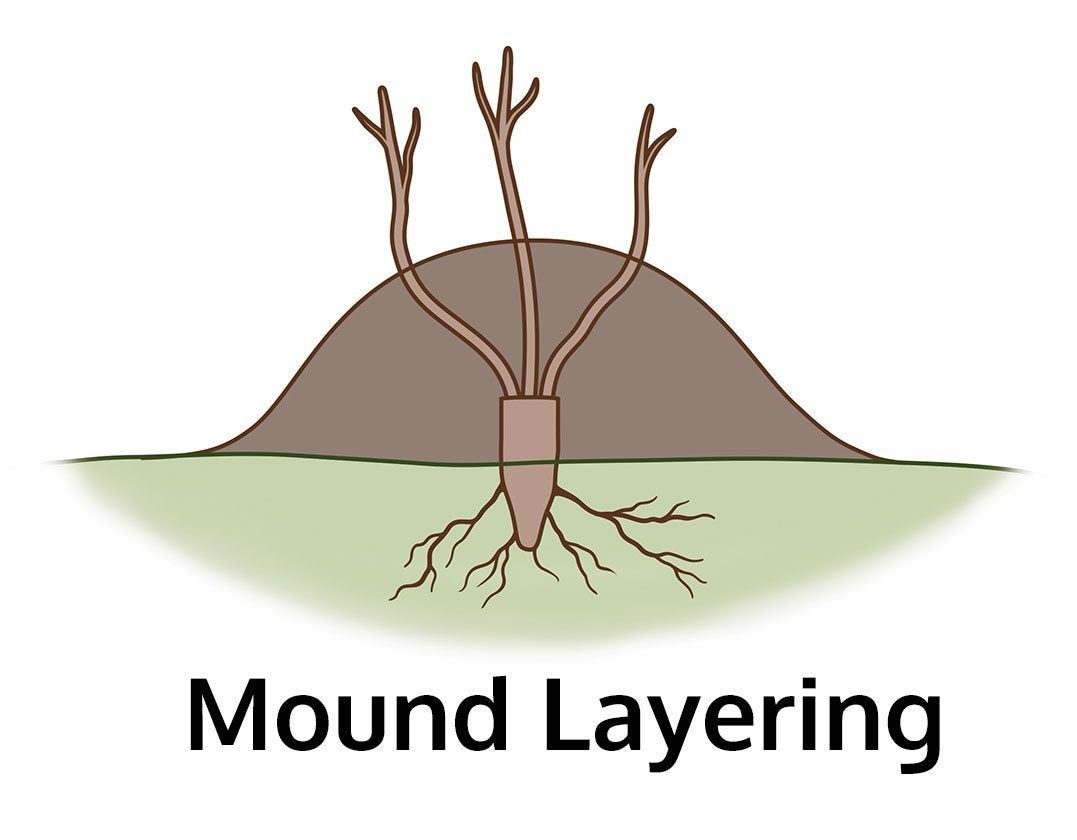 Plant Layering Information - What Plants Can Be Propagated By Layering ...