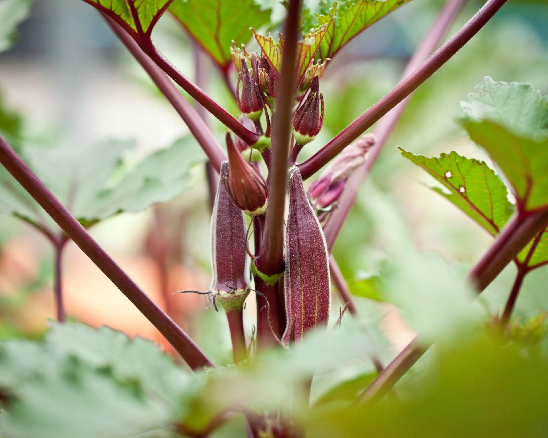 10 Hot Weather Vegetables For Sweltering Summer Gardens | Gardening ...