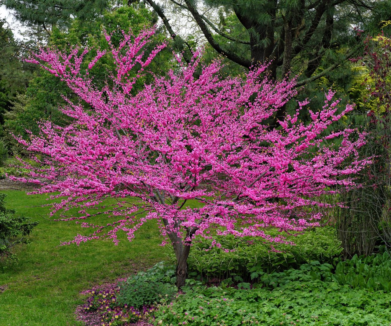 7 Small Privacy Trees To Transform Your Yard Into An Oasis | Gardening ...