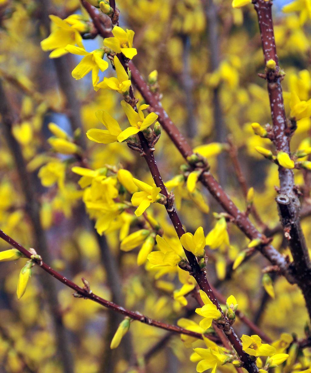 What to Do With Forsythia in April for Blooms Next Spring | Homes and ...