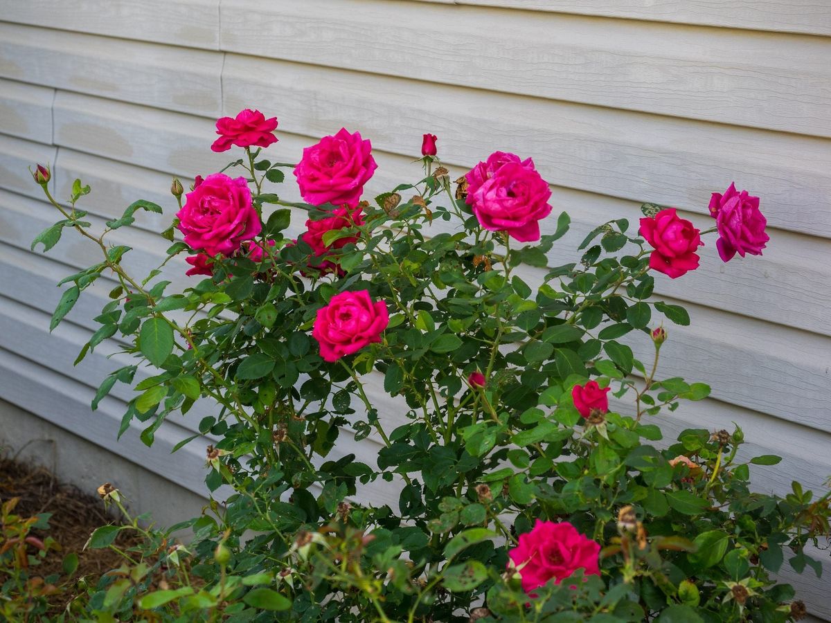 Easy Elegance Rose Information - Growing Easy Elegance Roses In The ...