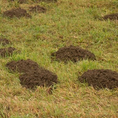 How to get rid of moles from your garden | Ideal Home
