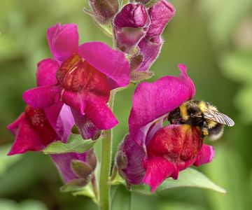 How to deadhead snapdragons: with expert gardening advice | Homes and ...