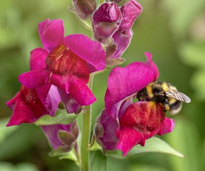 How to keep snapdragons flowering: with expert advice | Homes and Gardens