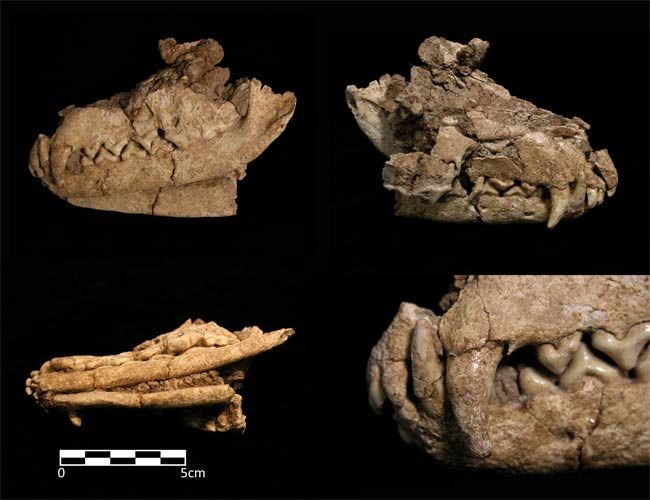 Prehistoric Cemetery Reveals Man and Fox Were Pals | Live Science