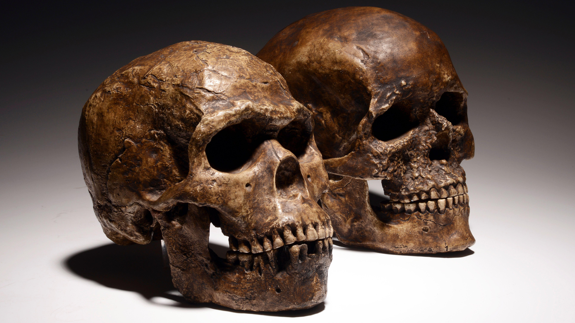Neanderthals' blood type may help explain their demise, new study finds ...