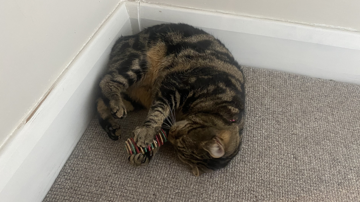 The 6 best cat toys, tried and tested by our feline friends | PetsRadar