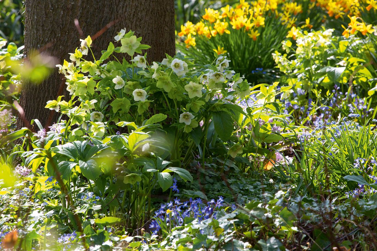 How to divide plants: multiply perennials, bulbs and more | Homes and ...