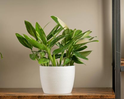 5 Rare Pothos Varieties That Are Simply Stunning | Gardening Know How