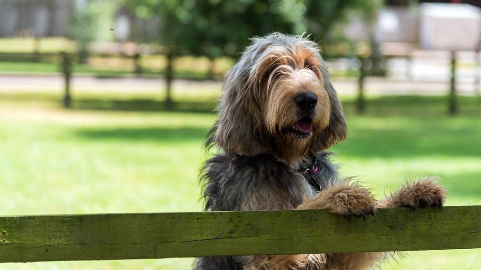 10 wiry hair dog breeds and how to care for their coats | PetsRadar