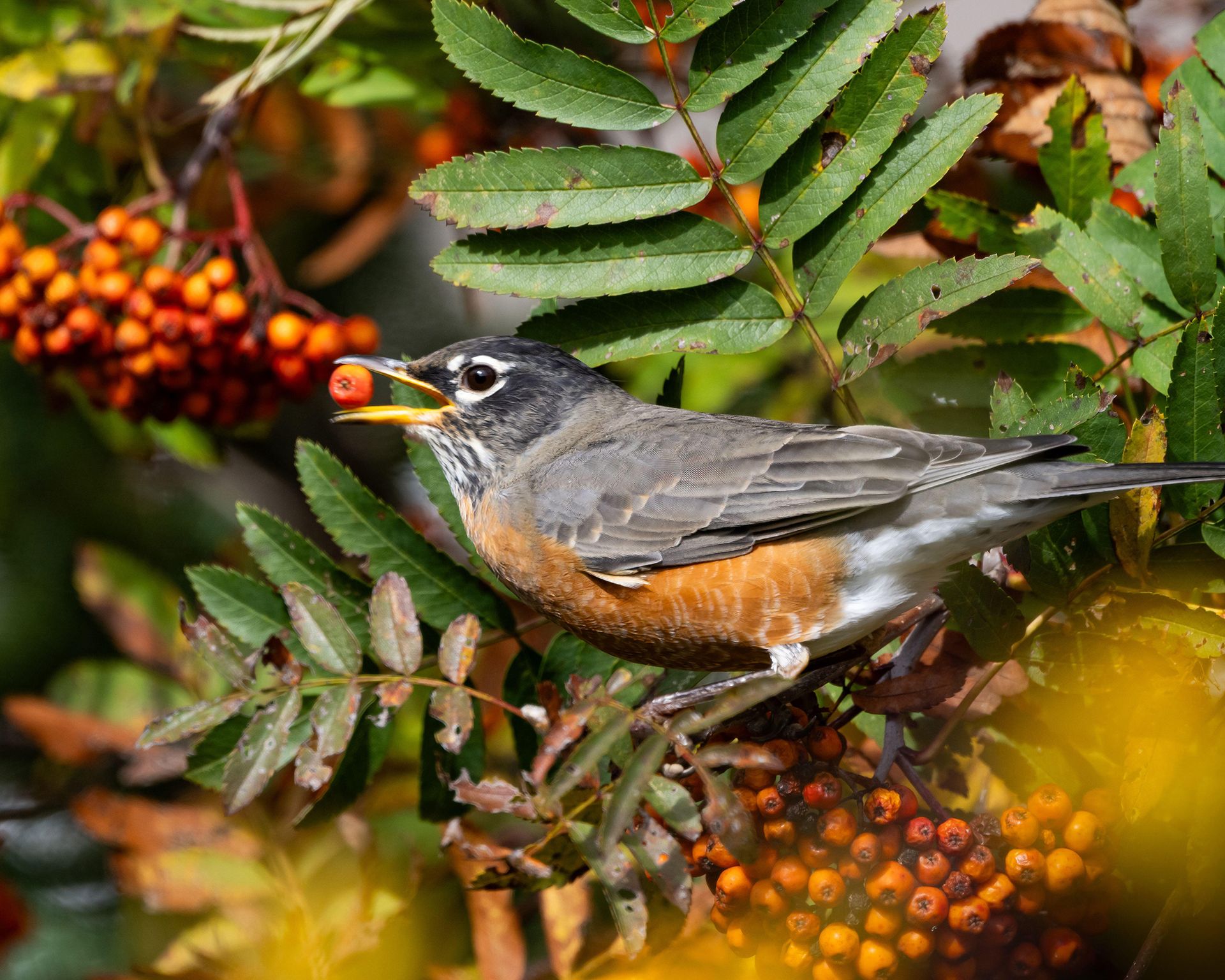 5 Expert Tips To Get Birds Flocking To Your Yard | Gardening Know How