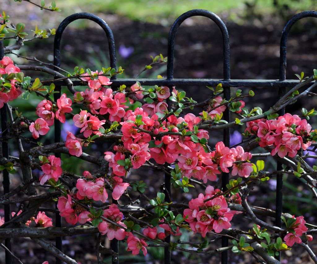 How and when to prune flowering quince for the best displays | Homes ...