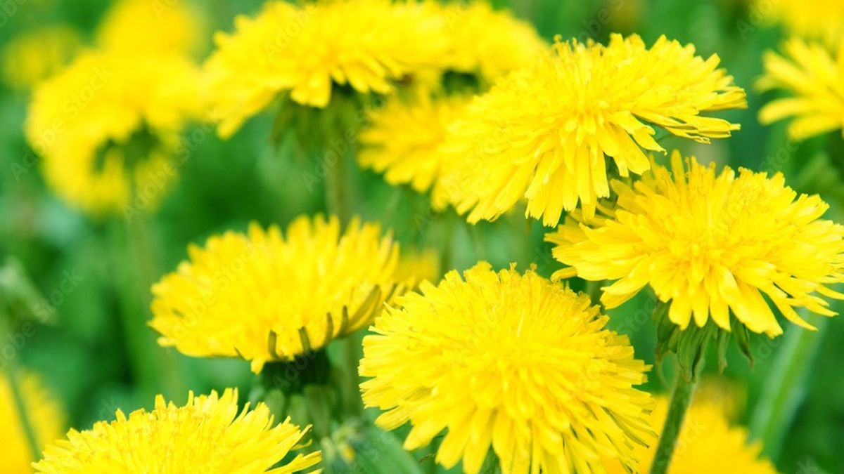 How to grow dandelion greens for food: expert advice | Homes and Gardens