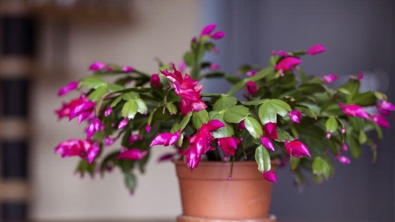 How to revive dried-out plants: to bring them back to life | Homes and ...