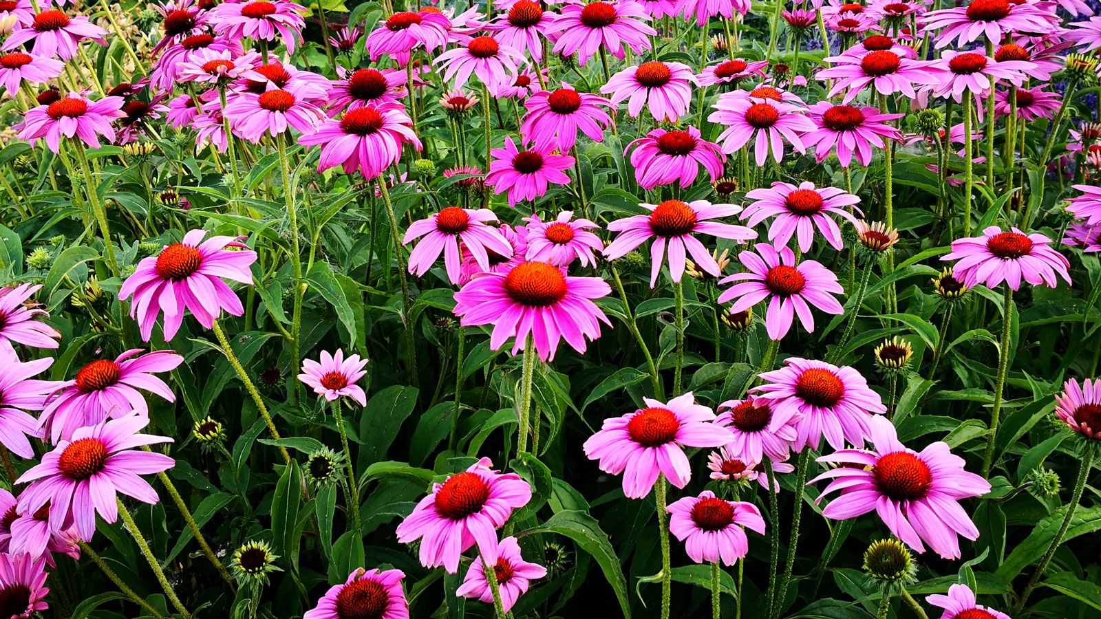 Best coneflower varieties: 15 charming echinaceas for summer