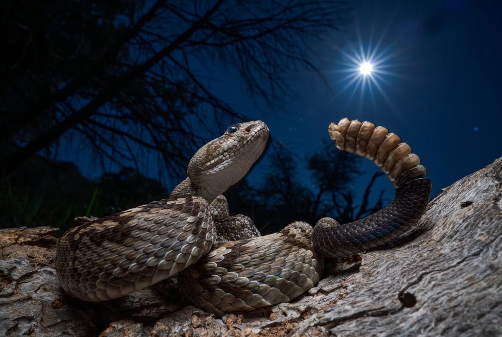 Hauntingly powerful photo essay on rattlesnake vs human conflict ...