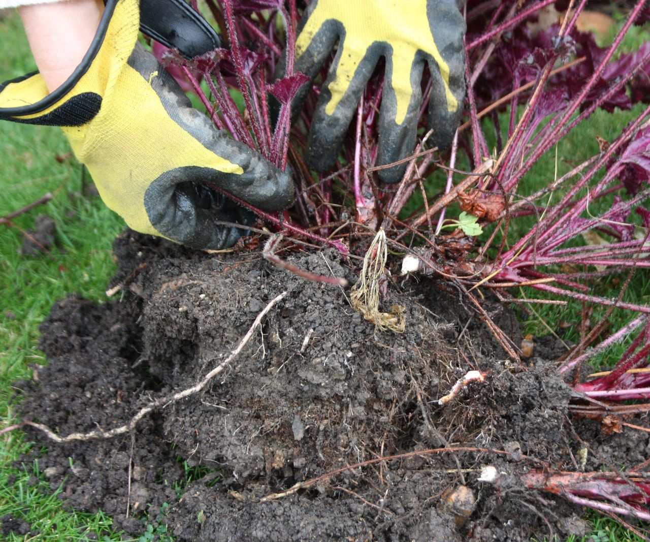 Heuchera care and growing guide: expert tips for coral bells | Homes ...