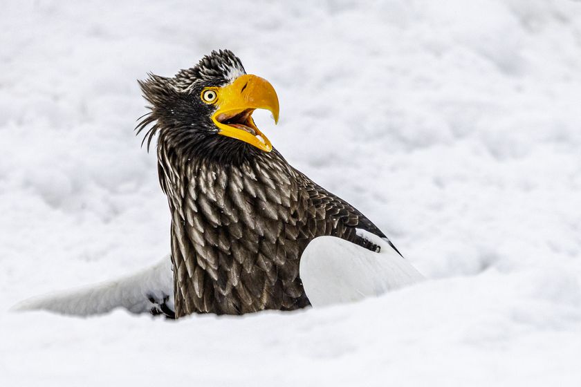 These are the best photography awards to enter in 2025, ranked by ...