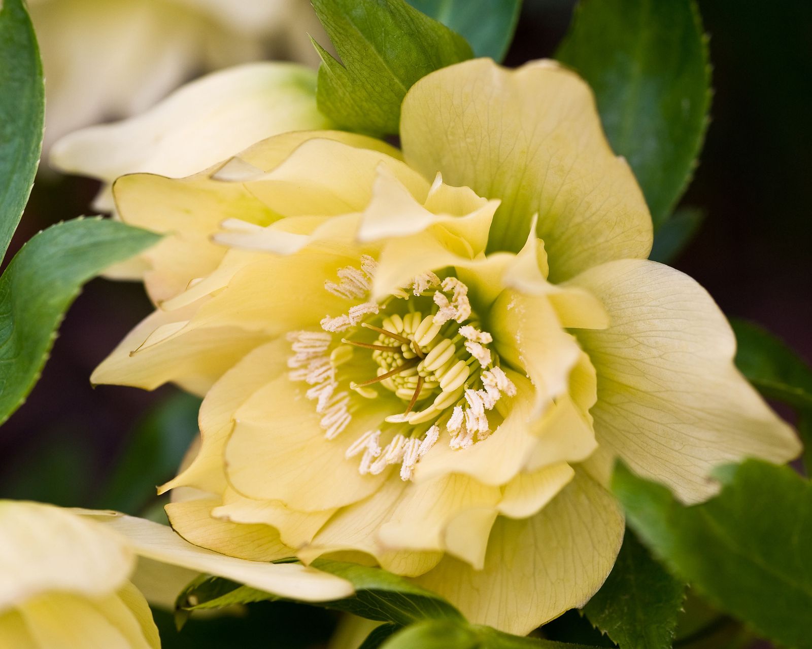 Types of hellebores: 13 varieties to brighten winter gardens | Gardeningetc