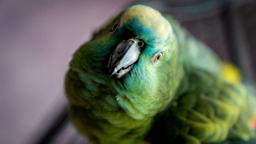 Why is my bird biting me? And how to stop it | PetsRadar