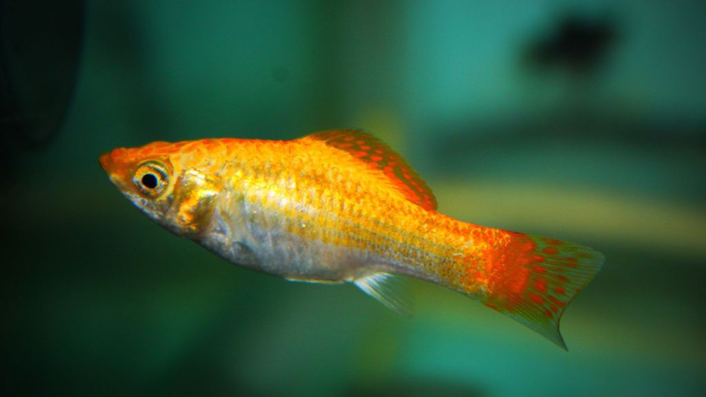 32 best types of fish for first-time owners | PetsRadar