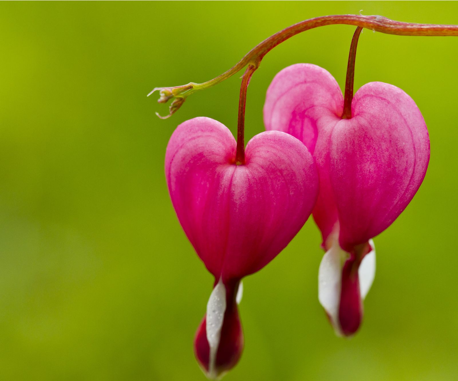 How to divide bleeding heart: Expert propagation advice | Homes and Gardens