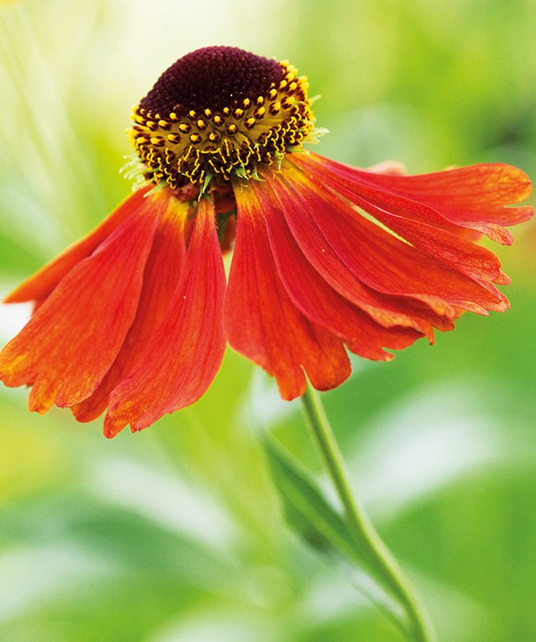Types of helenium: 16 vibrant varieties for pots and borders | Gardeningetc