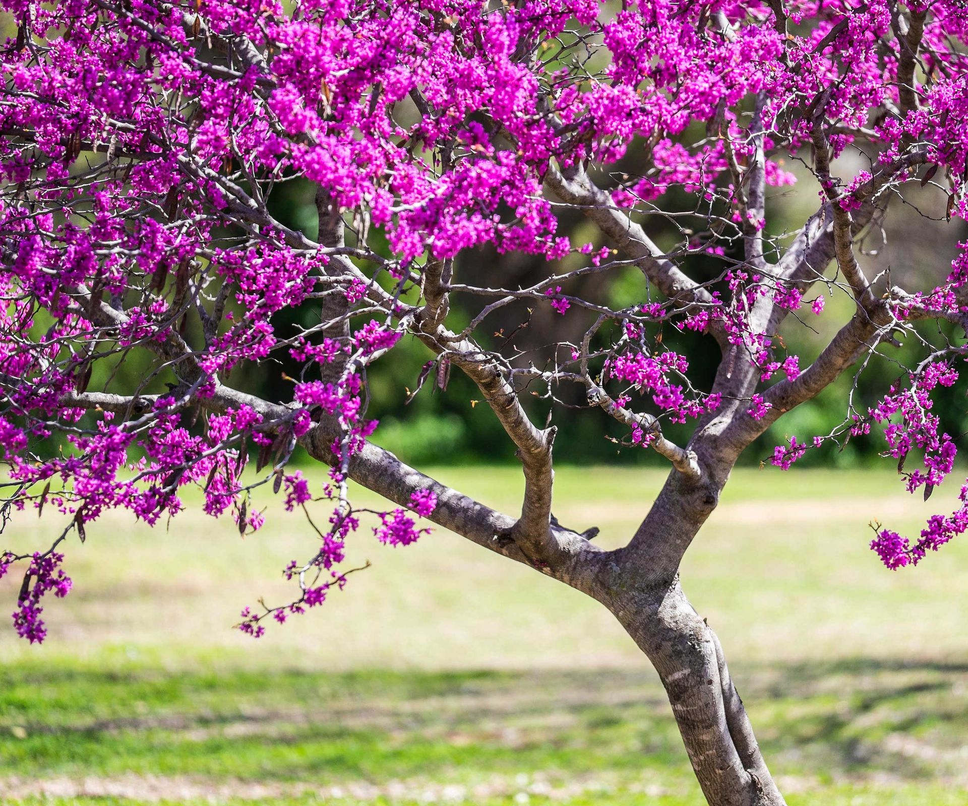 Has spring arrived early? Garden experts discuss the implications ...